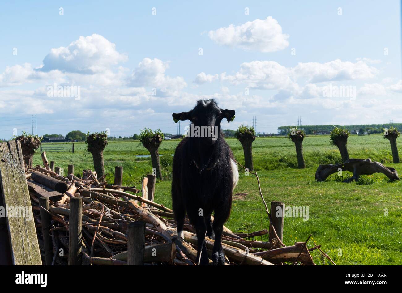 DUTCH COUNTRY HOUSE EXTERIOR INTERIOR Stock Photo - Alamy
