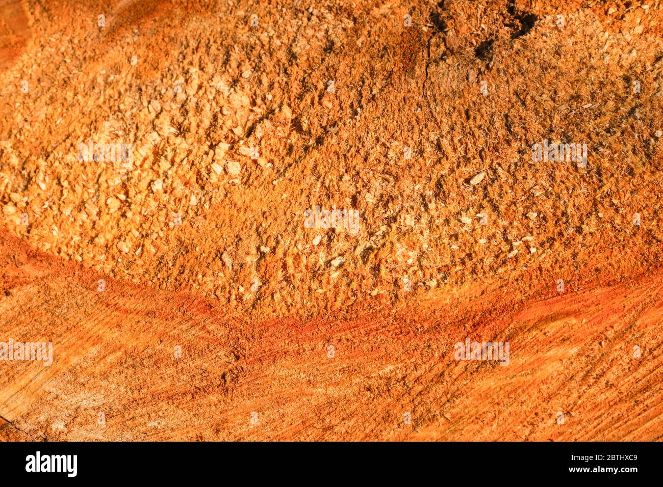Natural wood texture of cut tree trunk. Close-up wooden cut structure ...