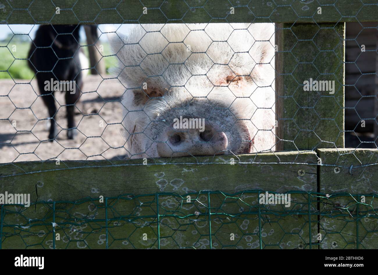 DUTCH COUNTRY HOUSE EXTERIOR INTERIOR Stock Photo - Alamy