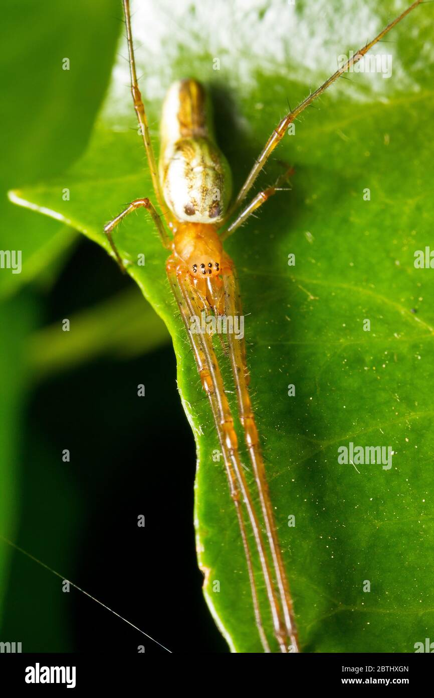 Long-jawed orb weavers or long jawed spiders (Tetragnathidae), family ...