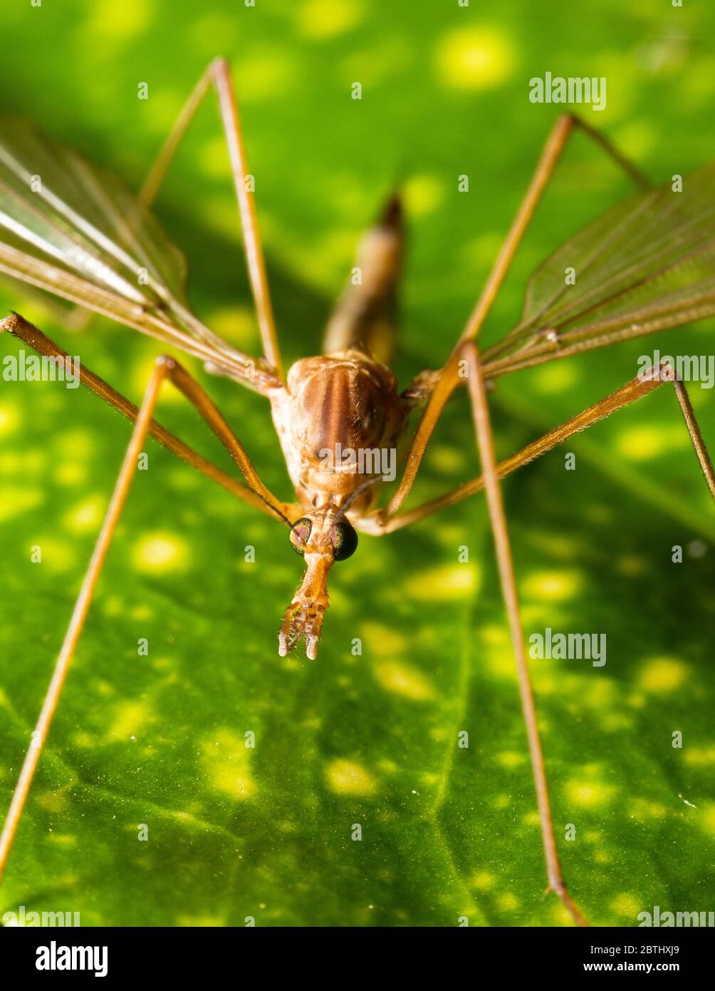 Crane fly close up macro, member of the insect family Tipulidae Stock ...