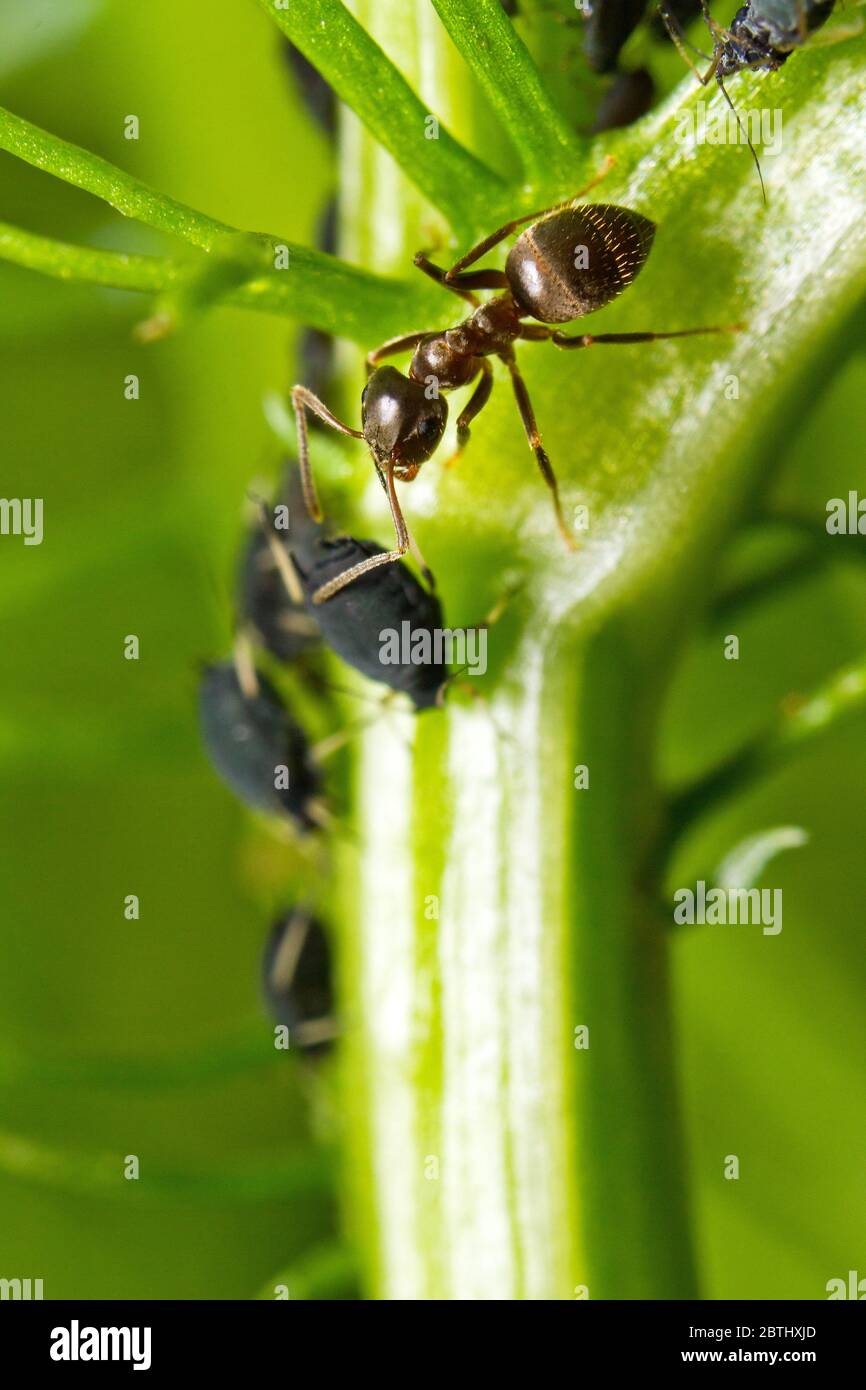 Ants and Aphids (a small sap-sucking insect and member of the ...