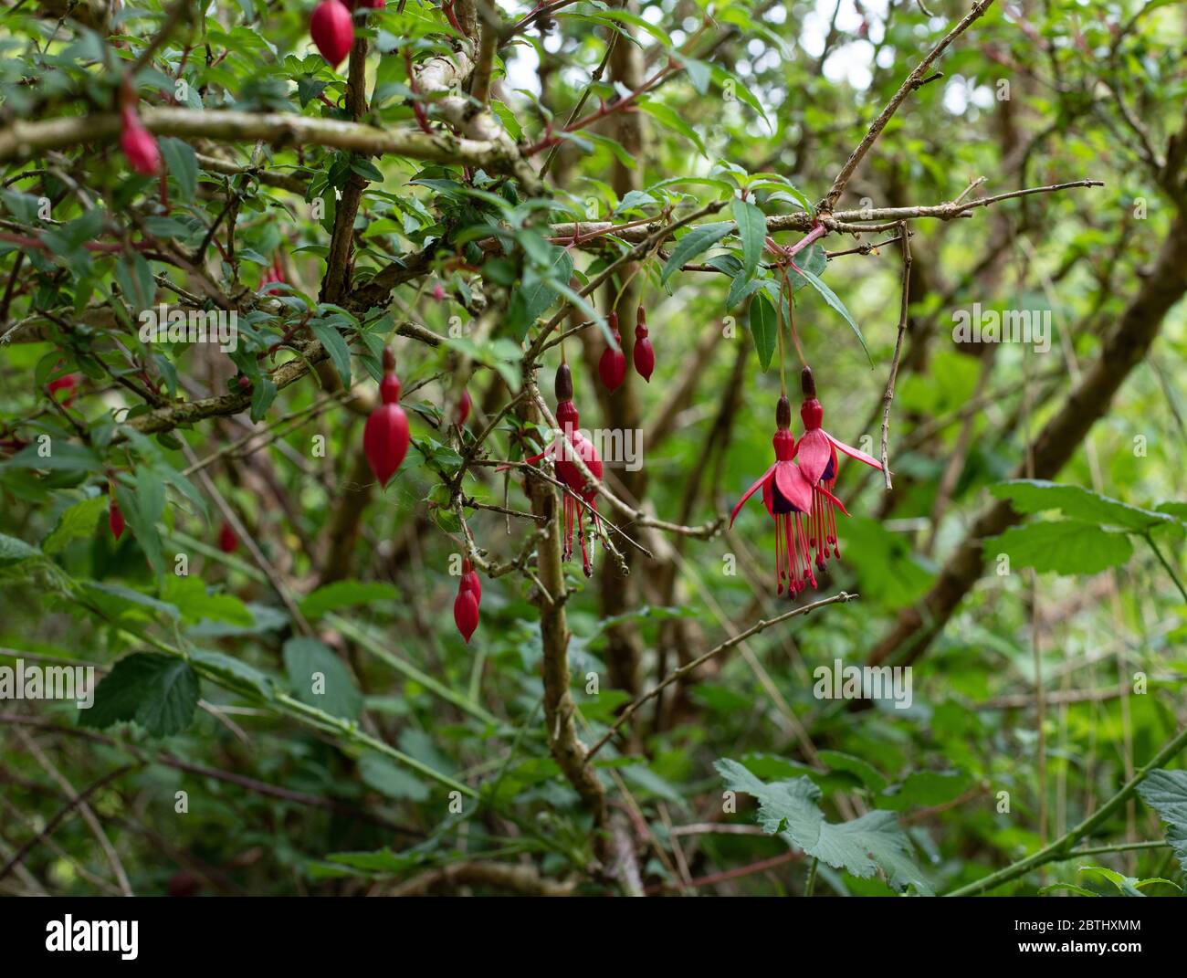 Fushia High Resolution Stock Photography and Images - Alamy