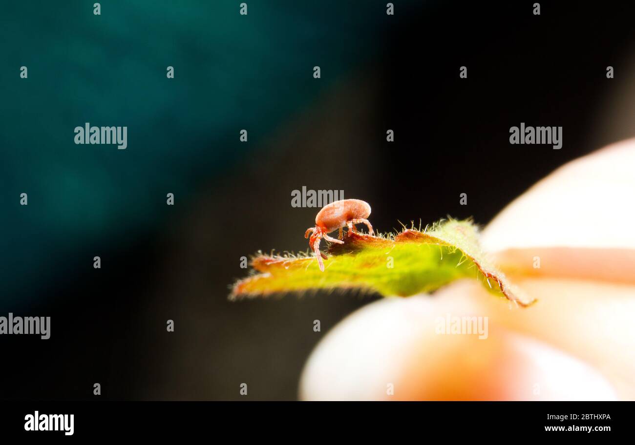Velvet Mite (Trombidium holosericeum) on nature background,close up ...