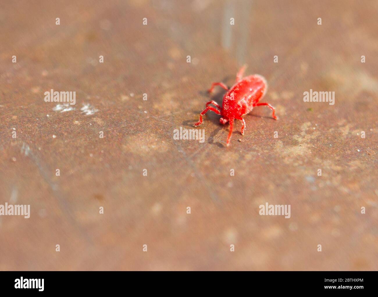 Velvet Mite (Trombidium holosericeum) on nature background,close up ...