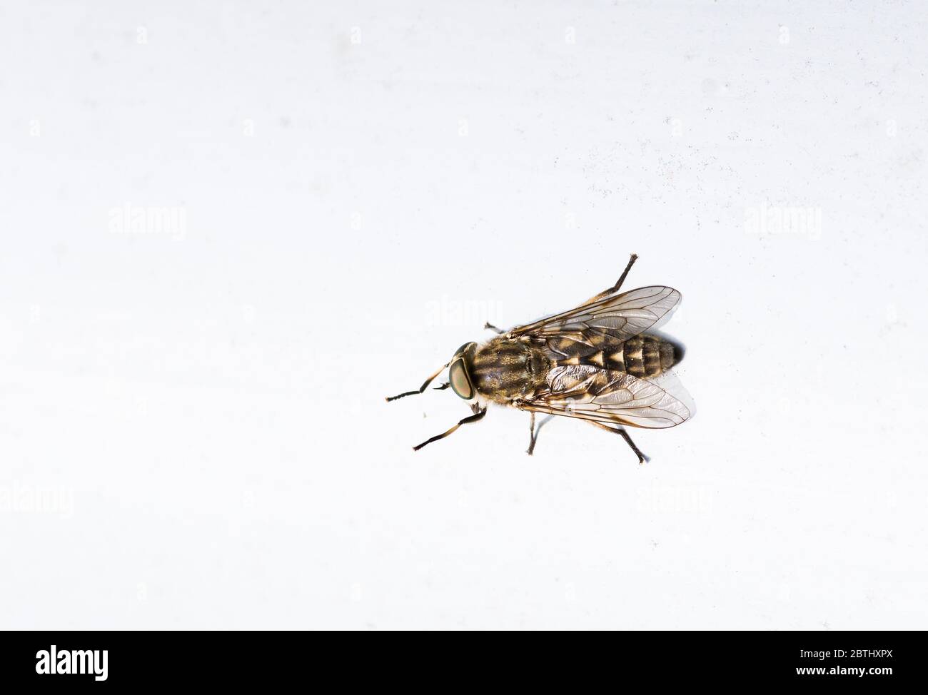 Tabanidae wings hi-res stock photography and images - Alamy