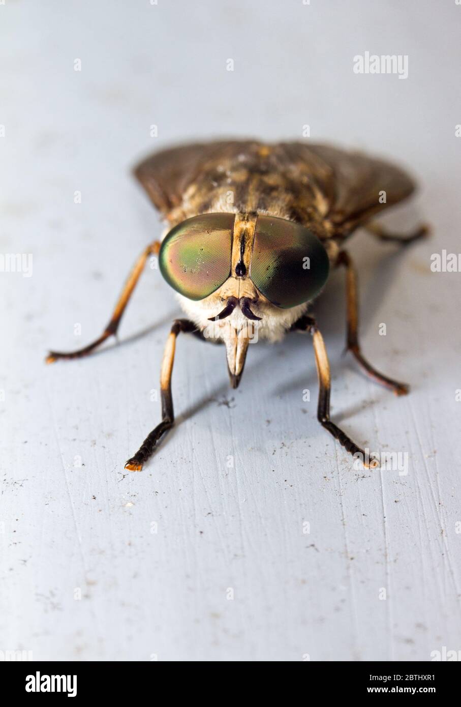 Tabanidae wings hi-res stock photography and images - Alamy