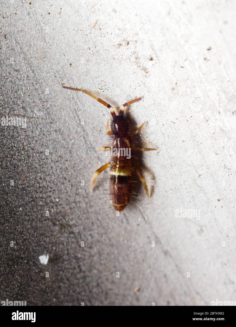 Springtail bug hi-res stock photography and images - Alamy