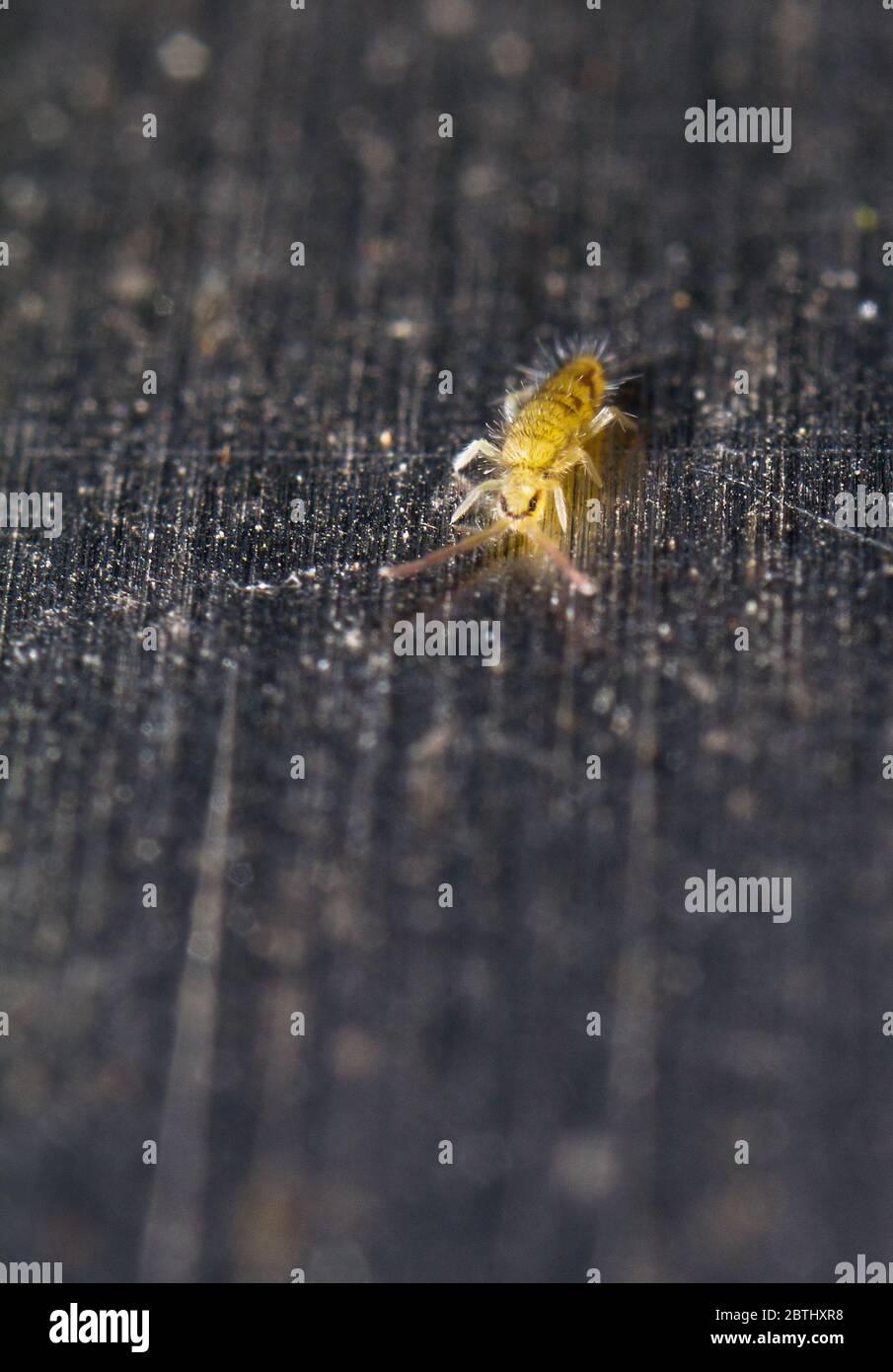 Springtail species hi-res stock photography and images - Alamy