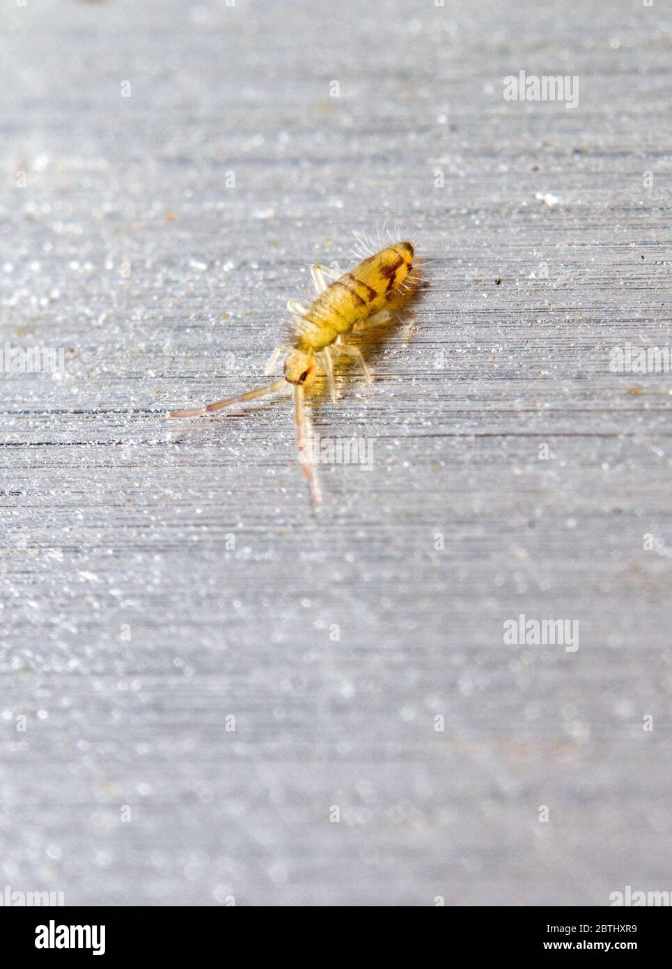 Springtail species hi-res stock photography and images - Alamy