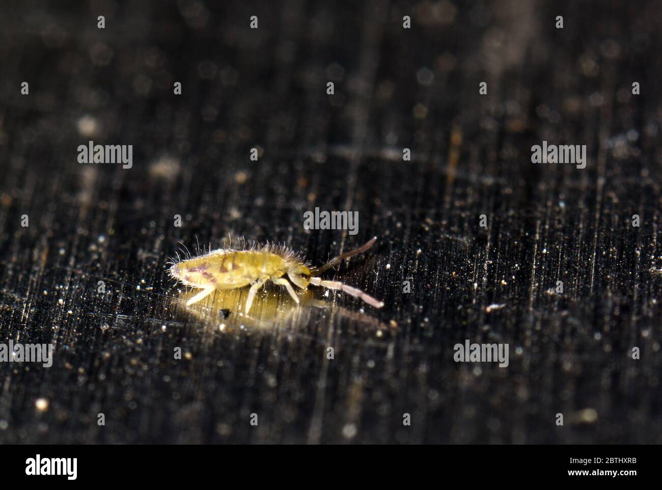 Springtail bug hi-res stock photography and images - Alamy