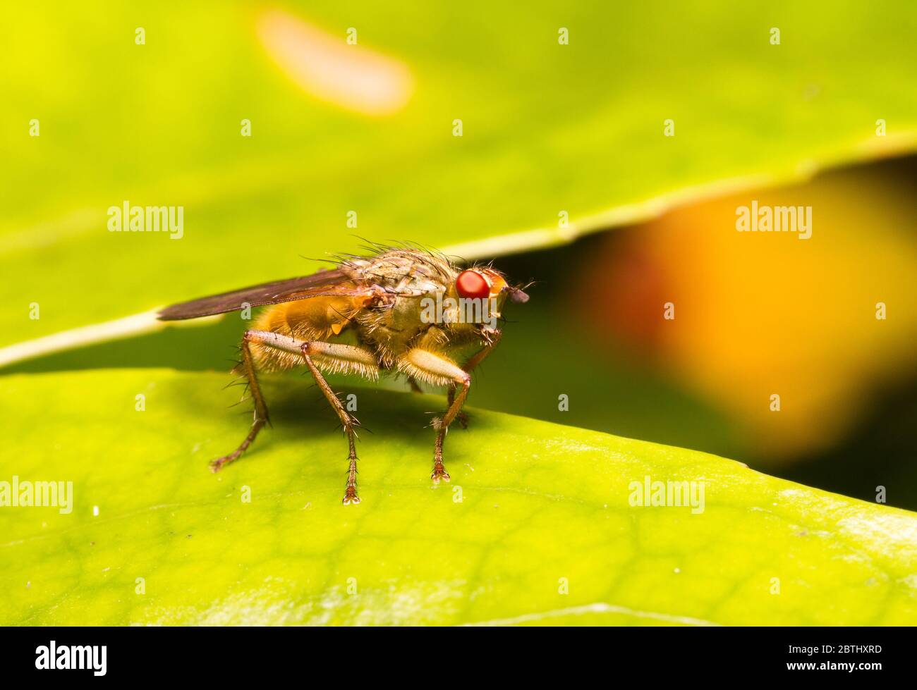 Scathophaga stercoraria, known as the common yellow dung fly Stock ...