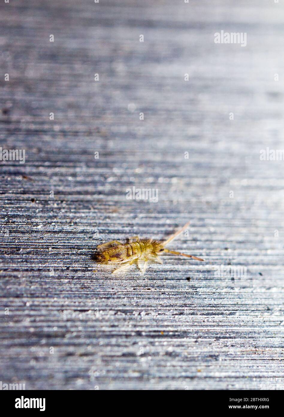 Springtail bug hi-res stock photography and images - Alamy
