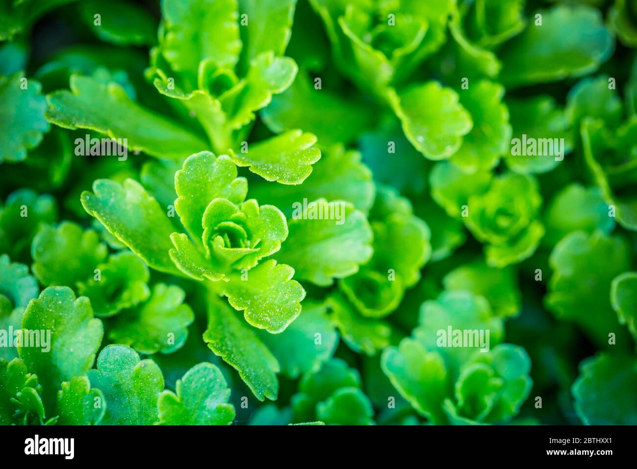 Nature textural, green and clean plant leaves. Fresh green plant Stock ...