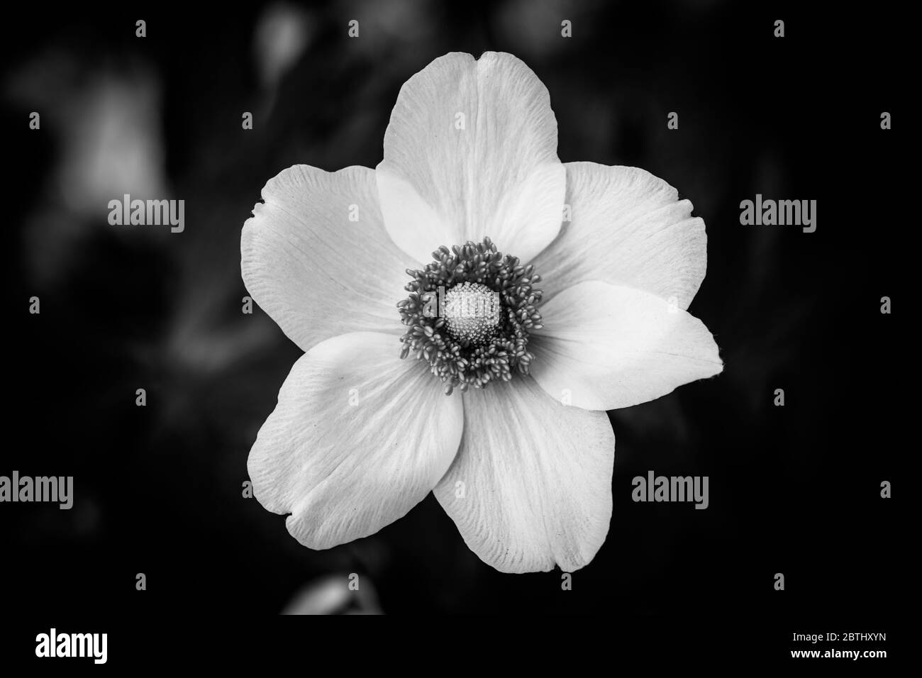 Bloom scene Black and White Stock Photos & Images - Alamy