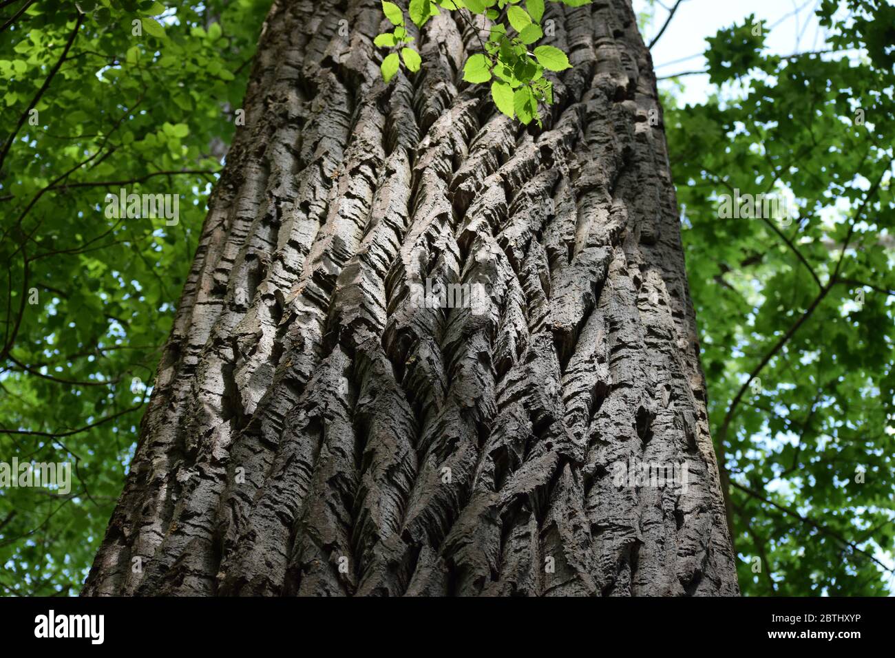 big old Tree with deep Bark Stock Photo - Alamy