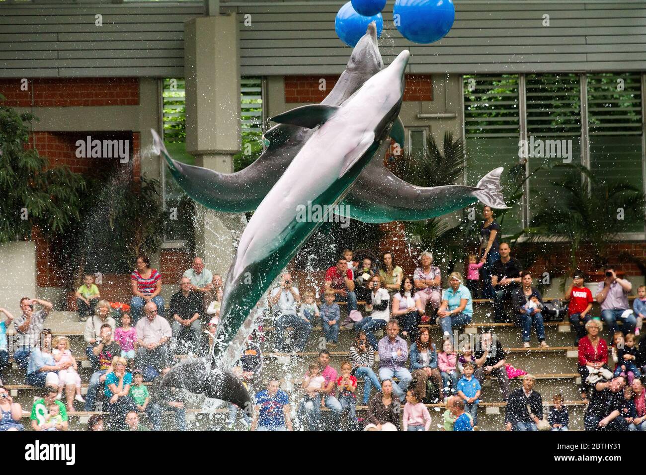 people watching dolphin show Stock Photo - Alamy
