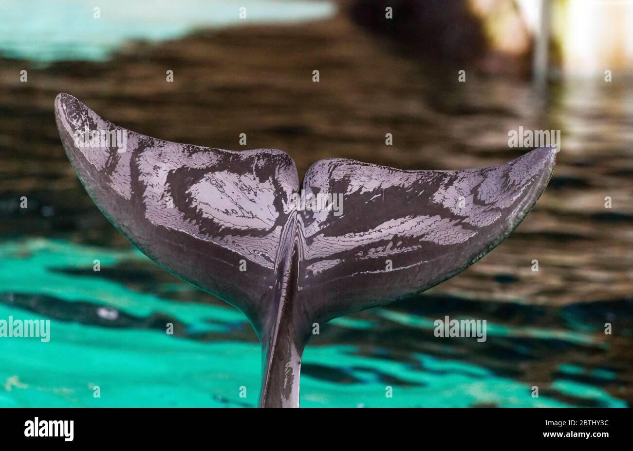 Dolphin tail hi-res stock photography and images - Alamy