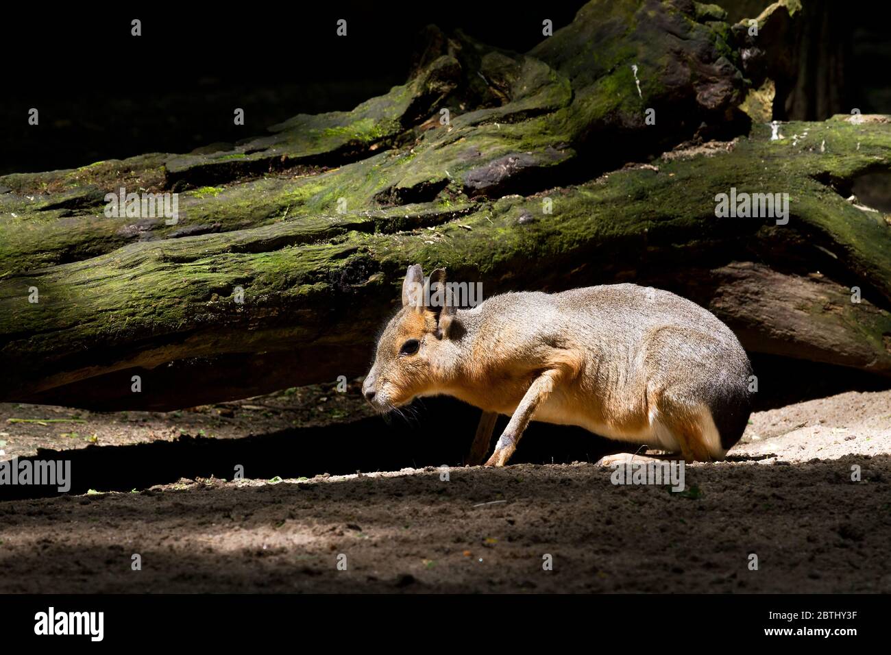 Patagonian mara habitat hi-res stock photography and images - Alamy