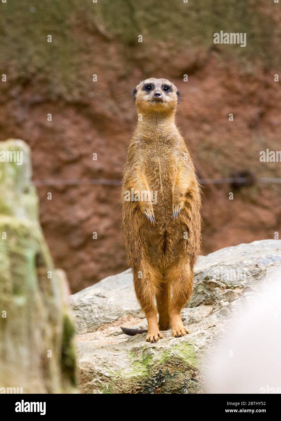 Suricate is a small mongoose hi-res stock photography and images - Alamy