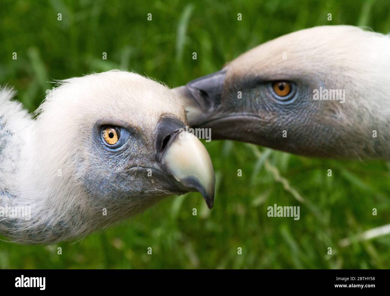 Two vultures hi-res stock photography and images - Alamy