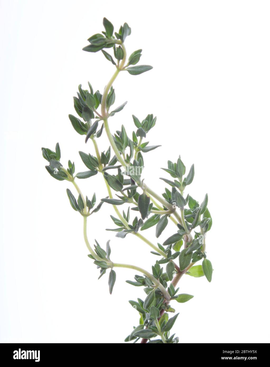 Organic Fresh Green thyme captured up-close on white background Stock ...