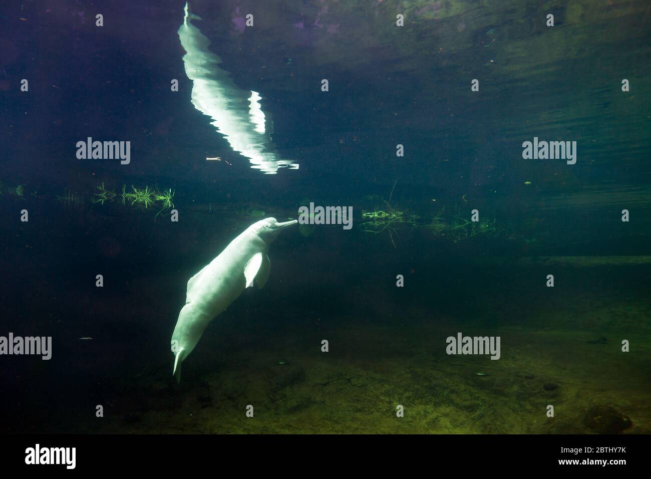 Amazon river dolphin hi-res stock photography and images - Alamy