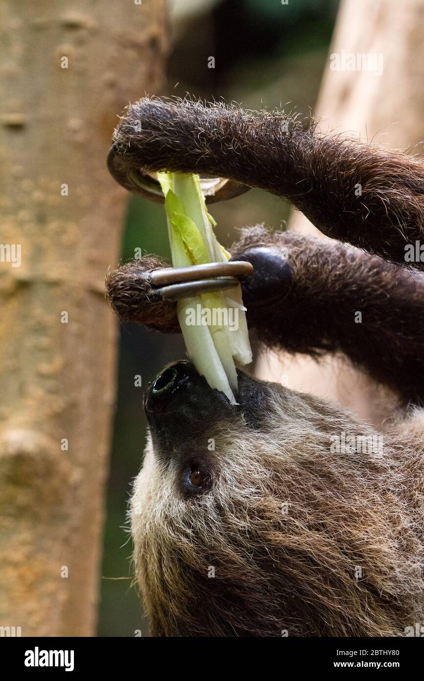 Linnaeus's two-toed sloth (Choloepus didactylus), also known as the ...