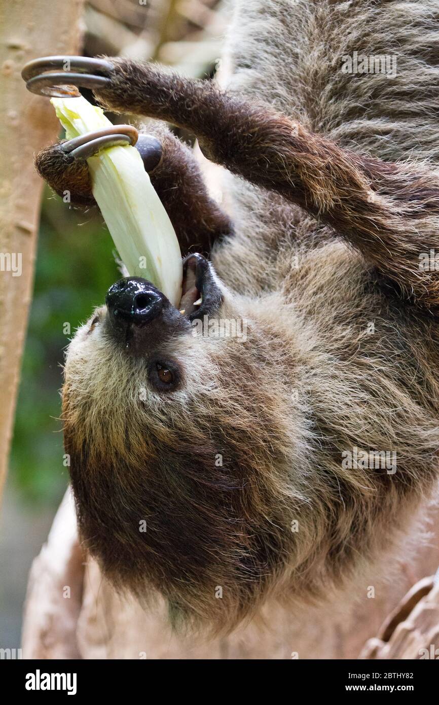 Linnaeus's two-toed sloth (Choloepus didactylus), also known as the ...