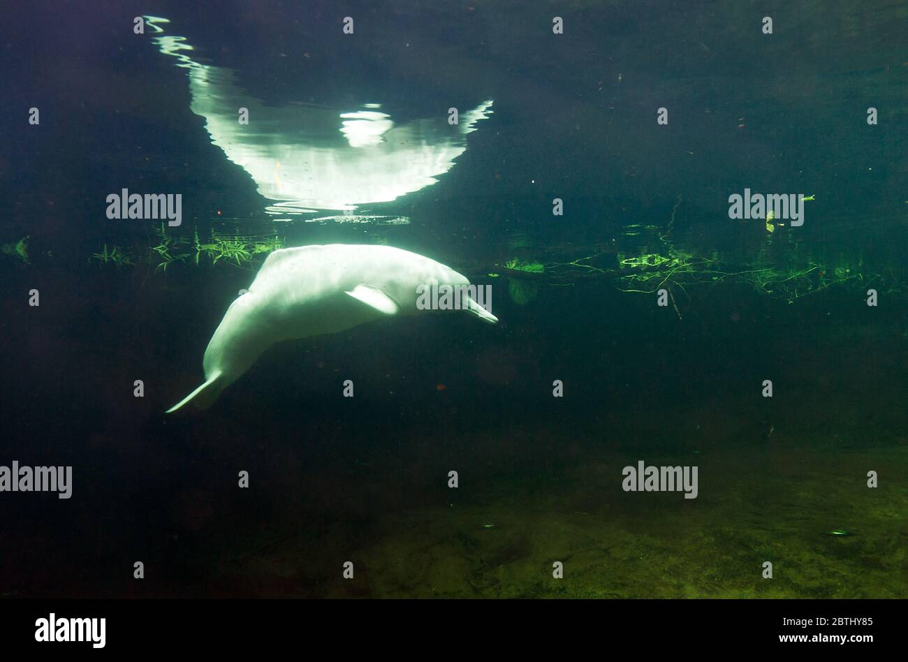 The Amazon river dolphin (Inia geoffrensis), also known as the boto ...
