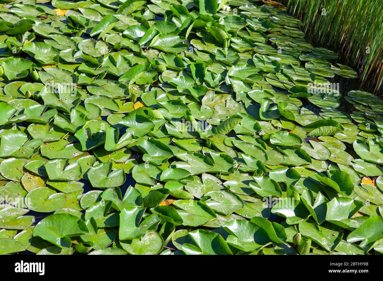 water lily leaves in the swamp water Stock Photo - Alamy