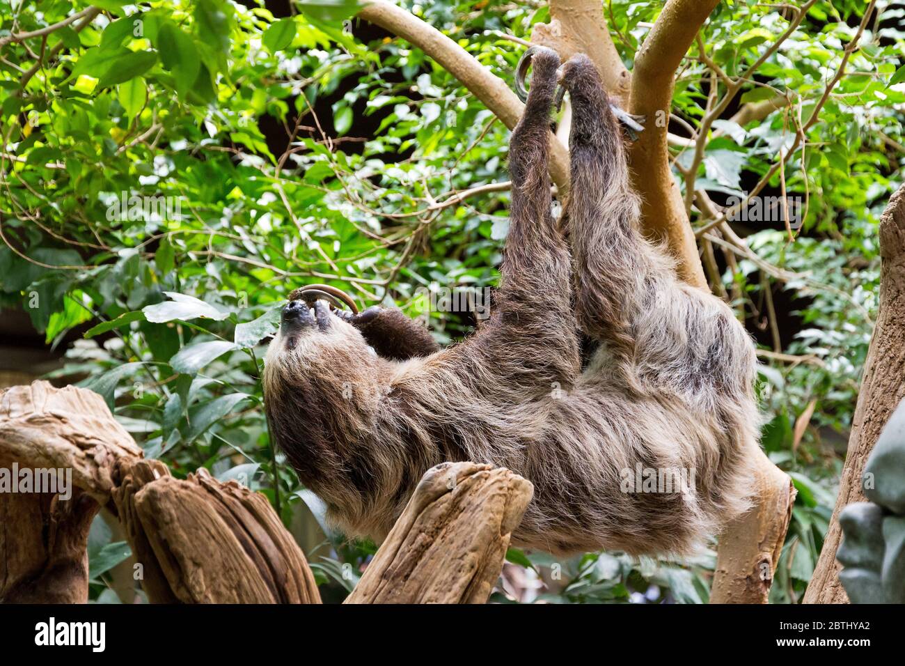 Linnaeus's two-toed sloth (Choloepus didactylus), also known as the ...