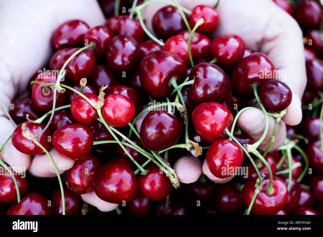 Real cherries hi-res stock photography and images - Alamy