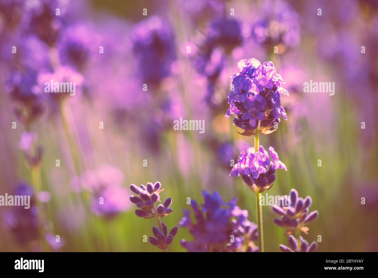 Closeup close up hi-res stock photography and images - Alamy