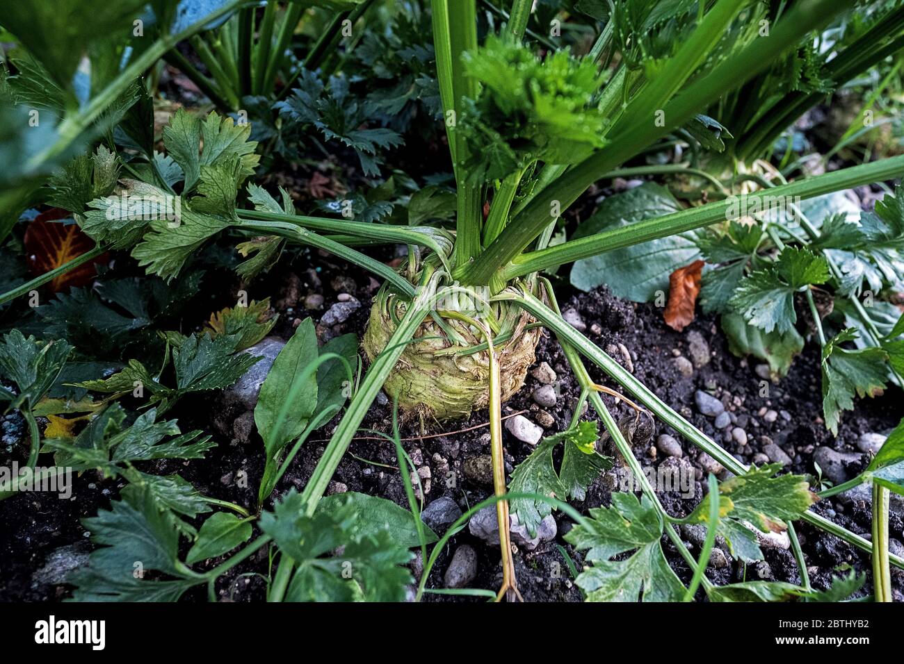 celery tuber with leaves growing in stony earth Stock Photo - Alamy