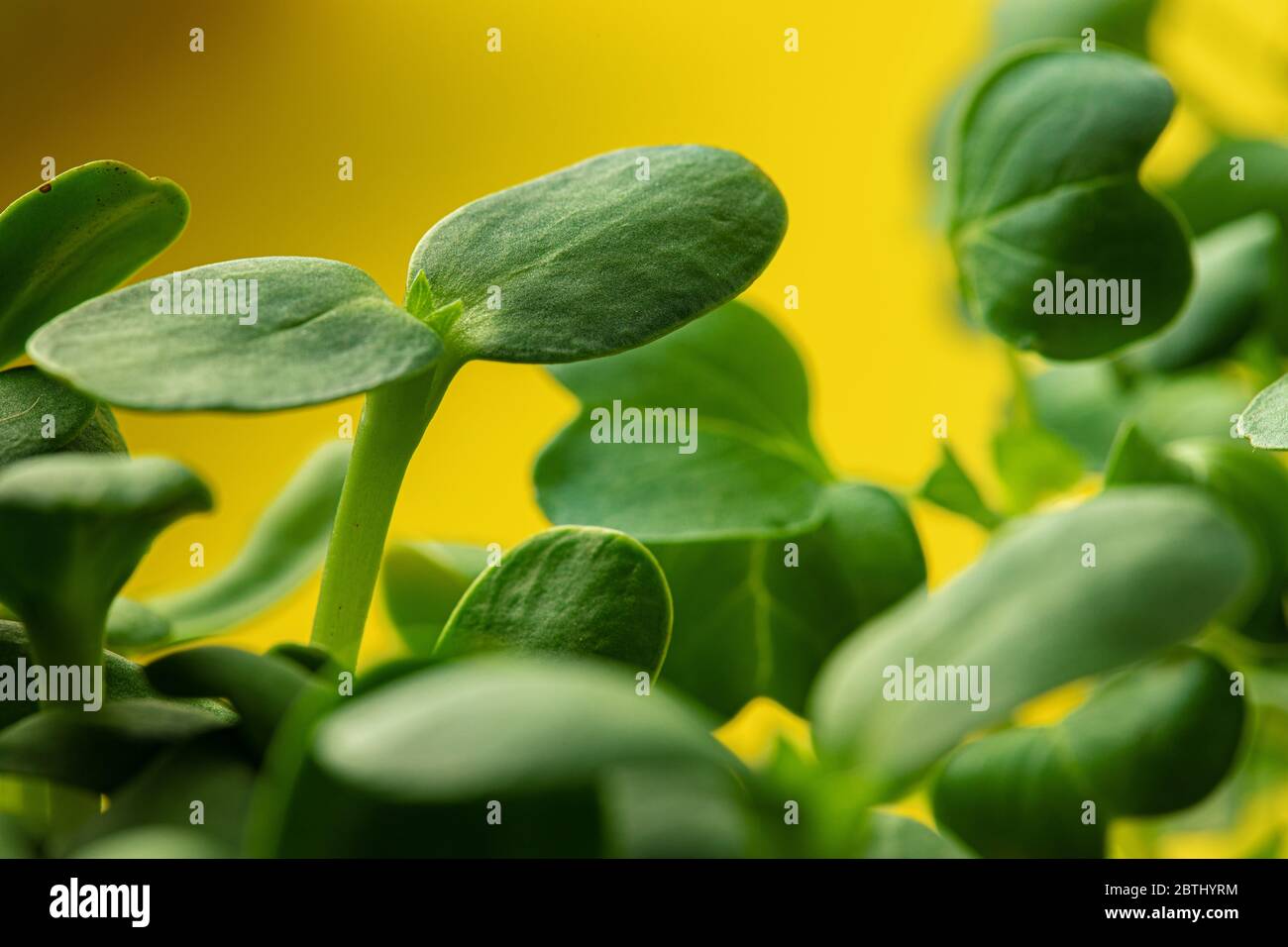 Micro green leaves close up against yellow background Stock Photo - Alamy
