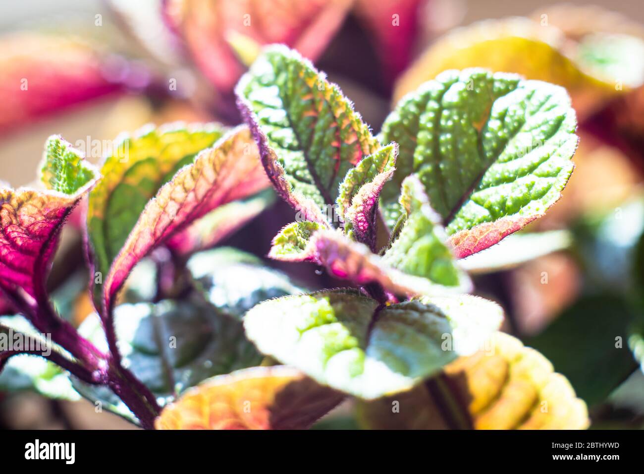 Homeplant leaves close-up, green and violet natural plants macro Stock ...