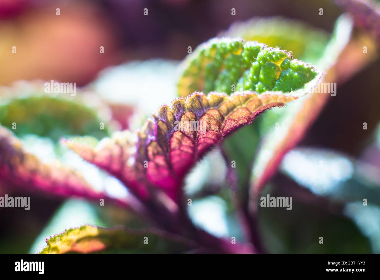 Homeplant leaves close-up, green and violet natural plants macro Stock ...