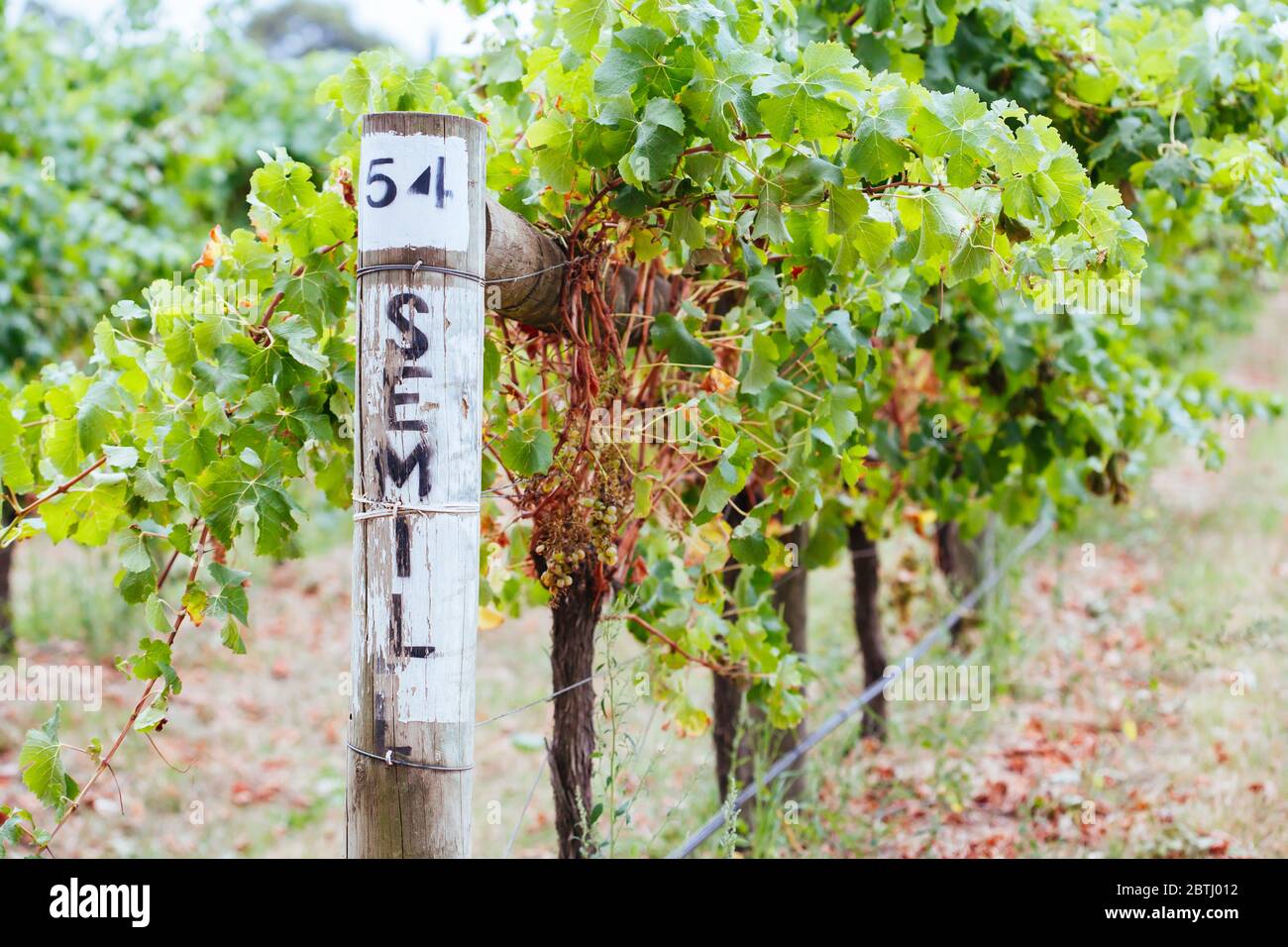 Semillon hi-res stock photography and images - Alamy