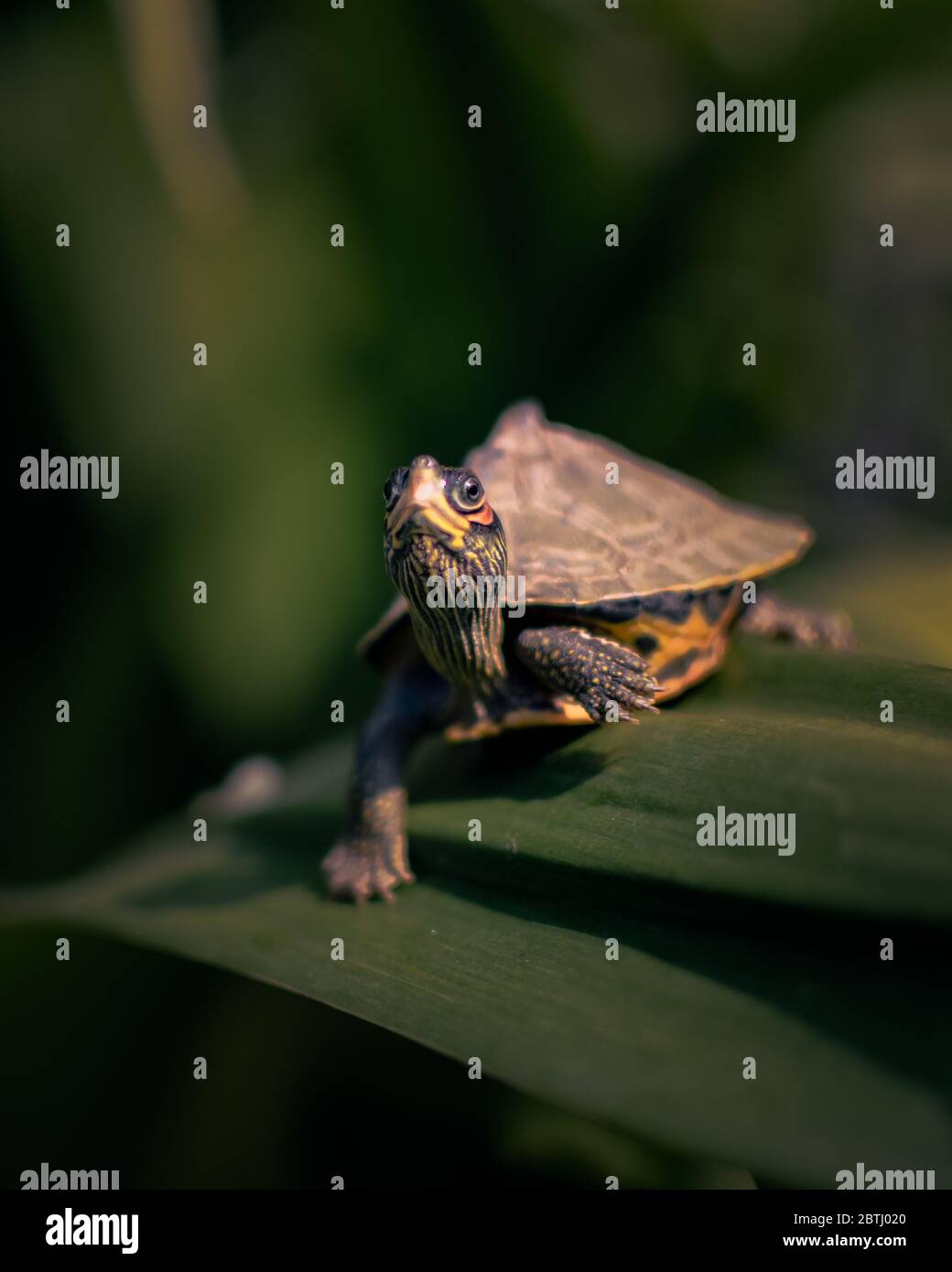 small turtle walking slowly towards its destination Stock Photo - Alamy