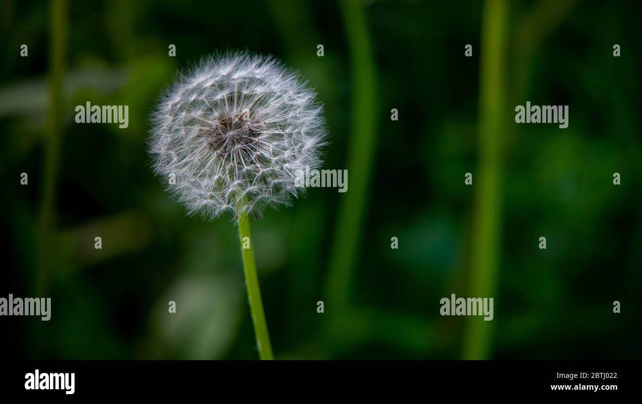 A Dandelion clock of of silver-tufted fruits that will disperse in the ...