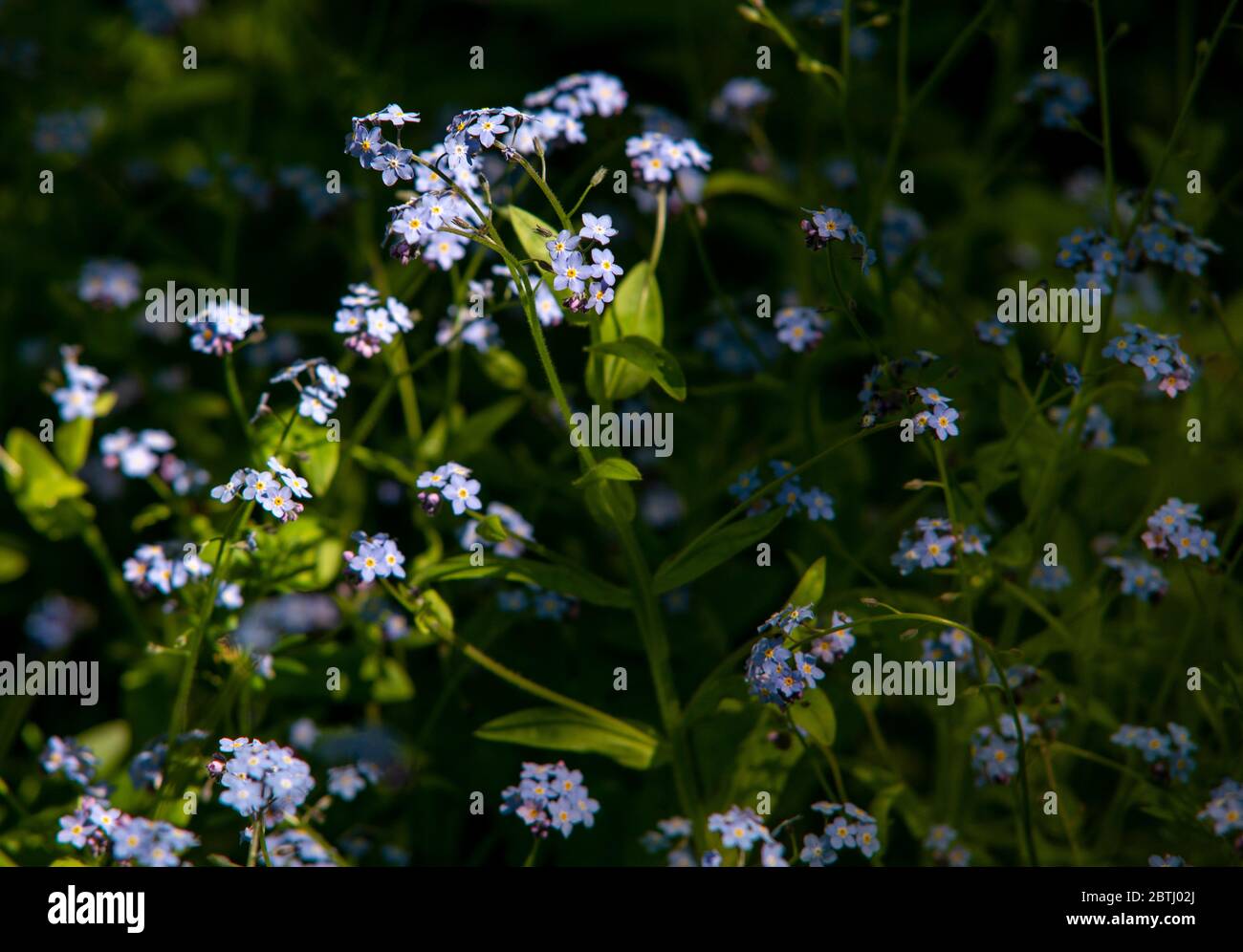 Dainty blue flowers hi-res stock photography and images - Alamy