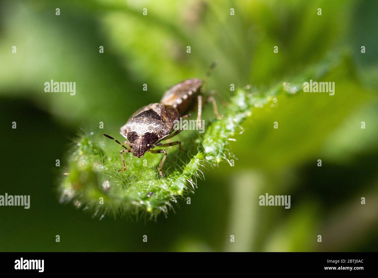 Shield bug mating macro view on a nettle Stock Photo - Alamy