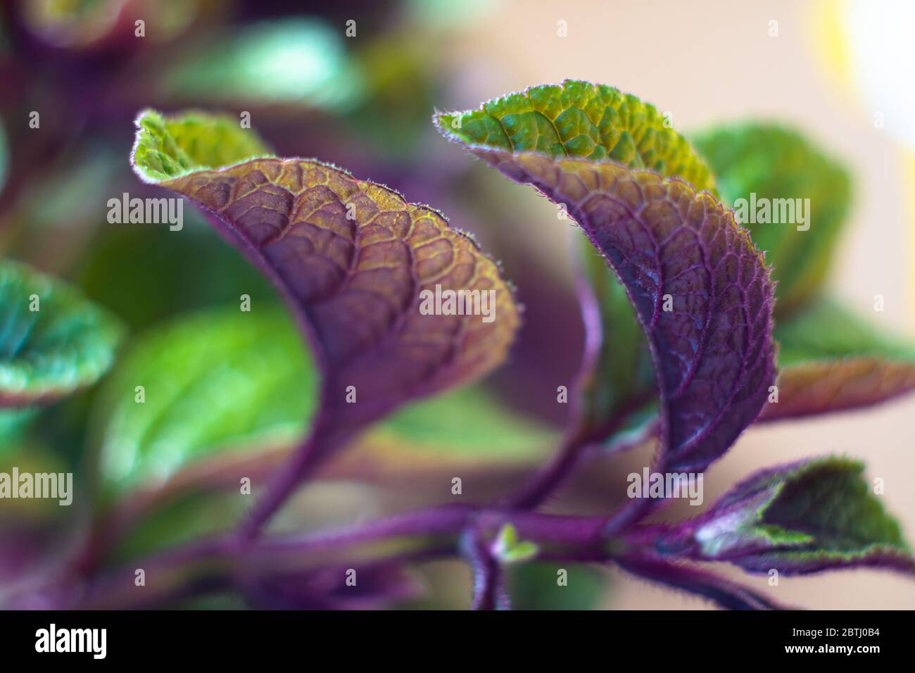Homeplant leaves close-up, green and violet natural plants macro Stock ...
