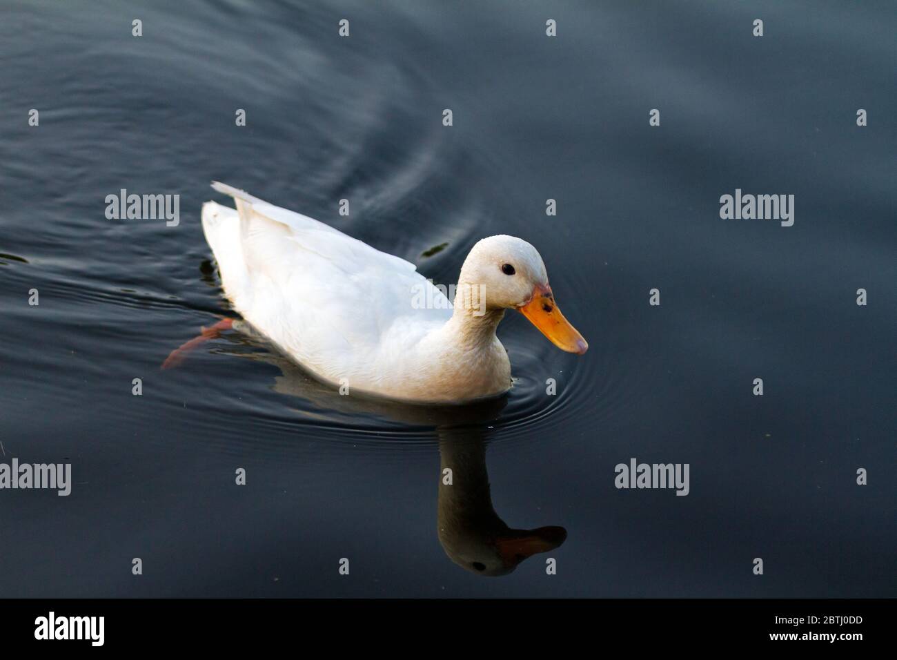 Call duck hi-res stock photography and images - Alamy