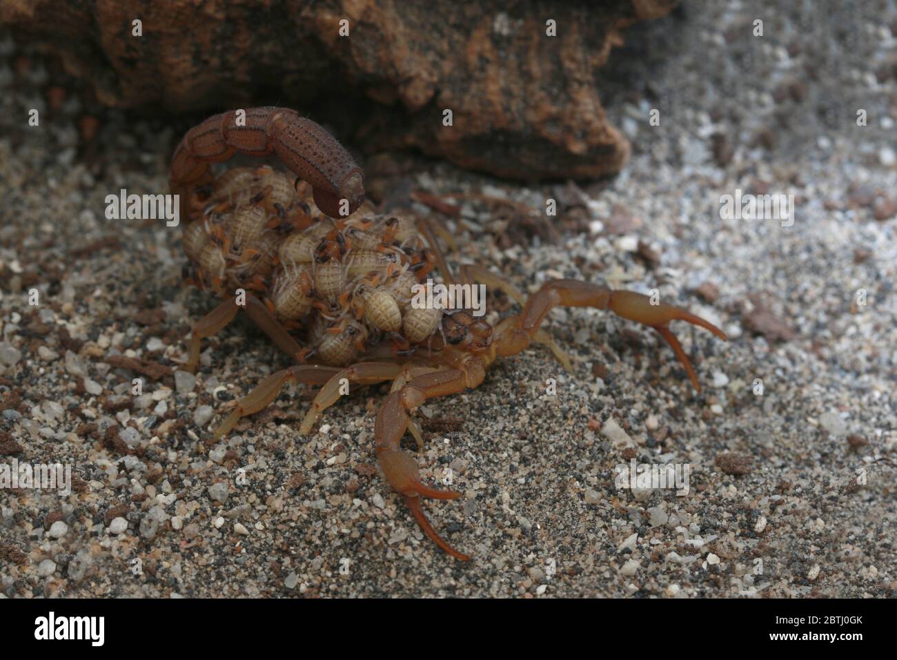Female Hottentotta hottentotta (Fabricius, 1787) with babies Stock ...