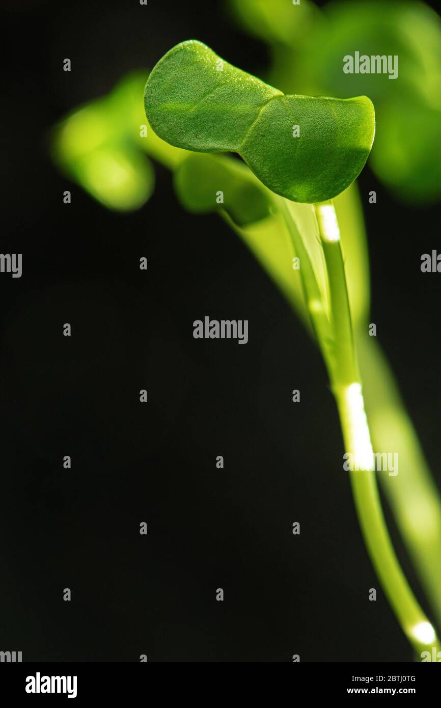 Young baby plant sprouts close up against black background Stock Photo ...