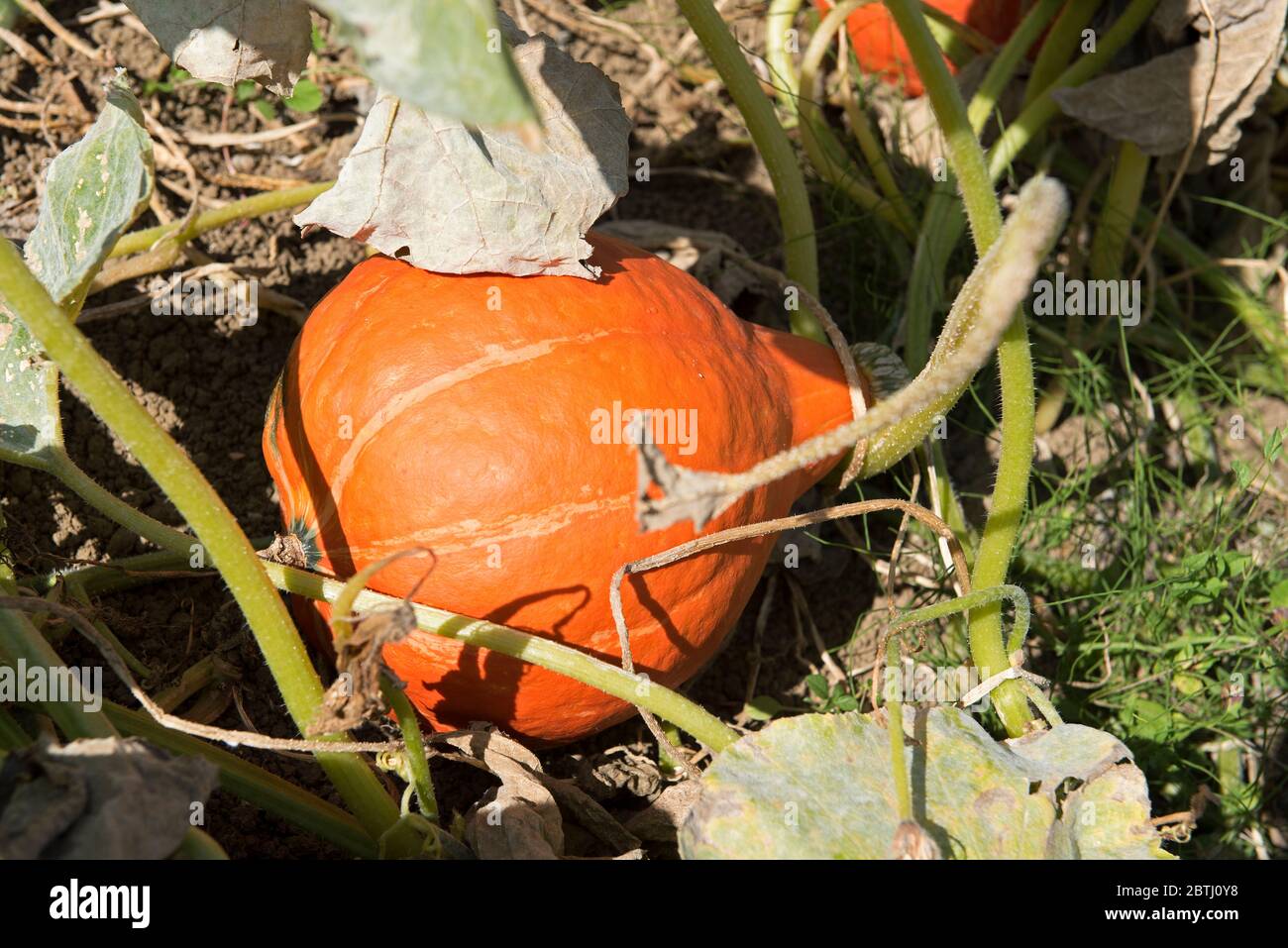 Red kumi squash in garden (Curcubita maxima), France Stock Photo - Alamy