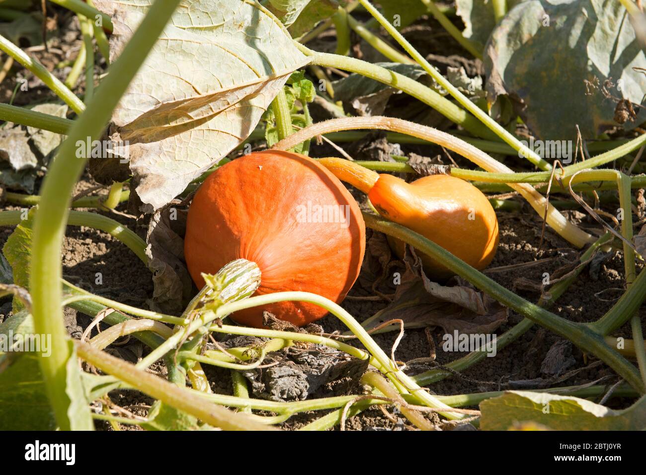 Red kumi squash in garden (Curcubita maxima), France Stock Photo - Alamy