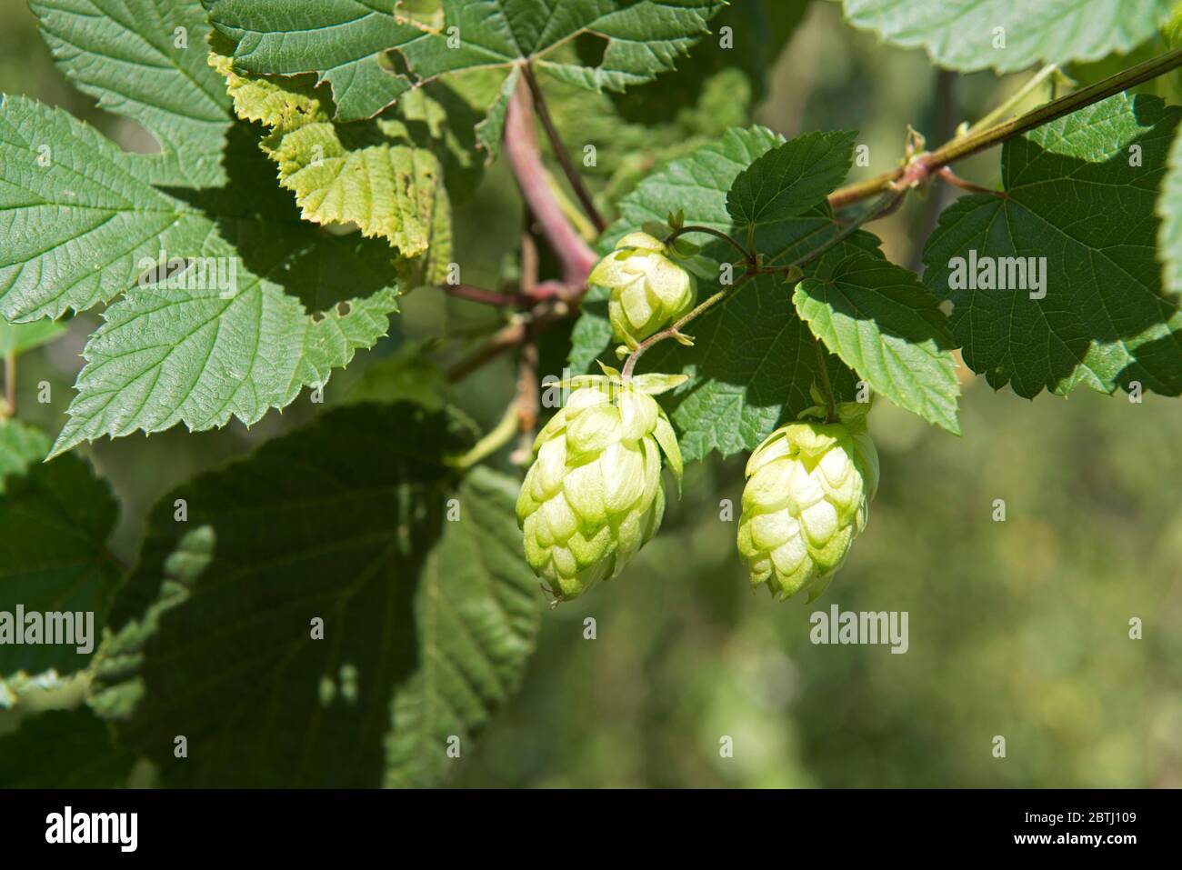 Hops (Humulus lupulus), France Stock Photo - Alamy